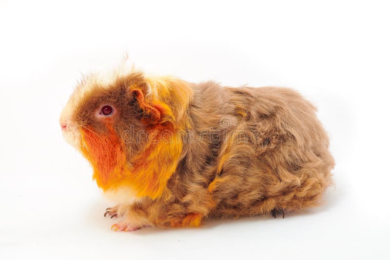 Merino Guinea Pig Stock Photos - Free & Royalty-Free Stock Photos from ...