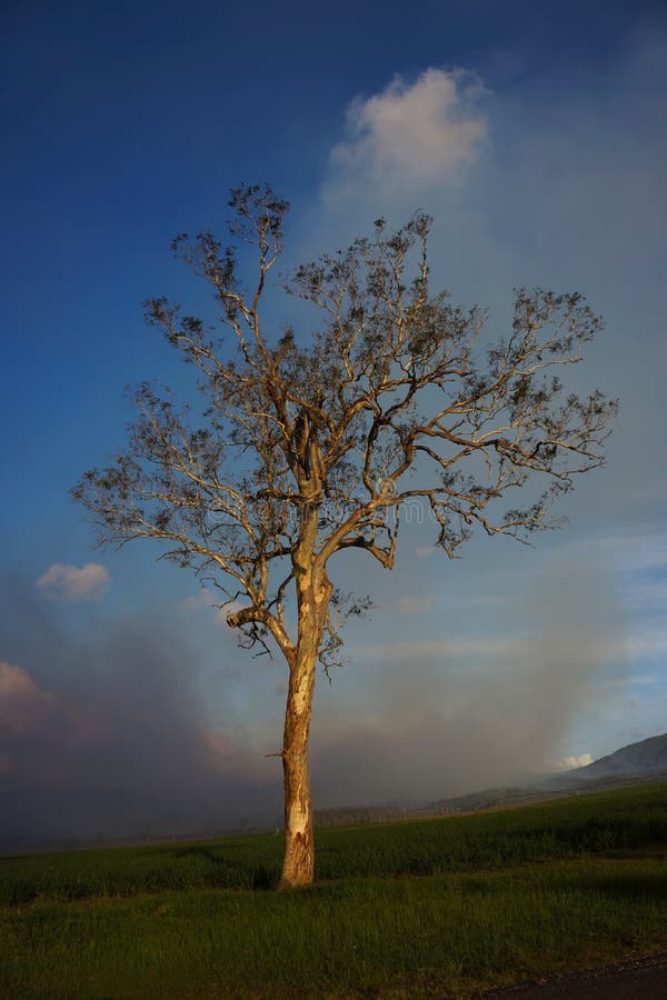 Single Gum Tree Lit by Sunset Stock Image - Image of cane, green: 191008753