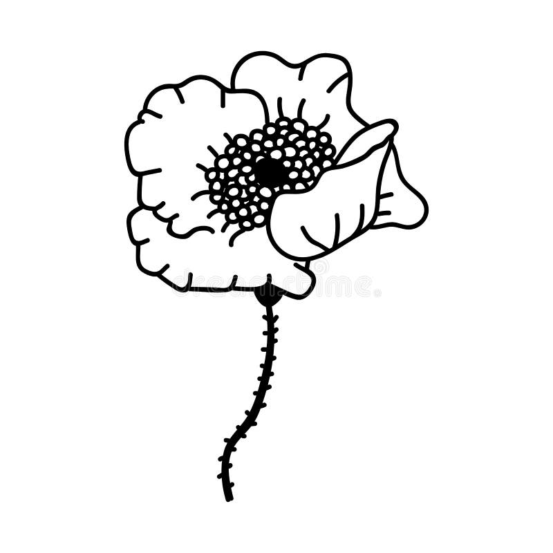 Poppy Doodle Vector Hand Drawn Illustration Isolated on White ...