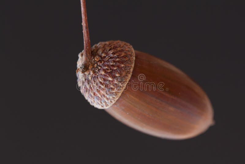 Single Hanging Acorn stock image. Image of plant, background - 21405863