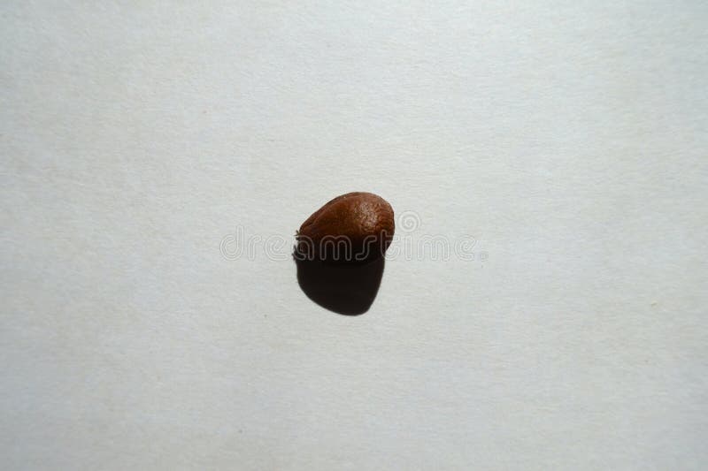 Single Dark Brown Bean-like Glossy Seed of Cherimoya from Above Stock ...