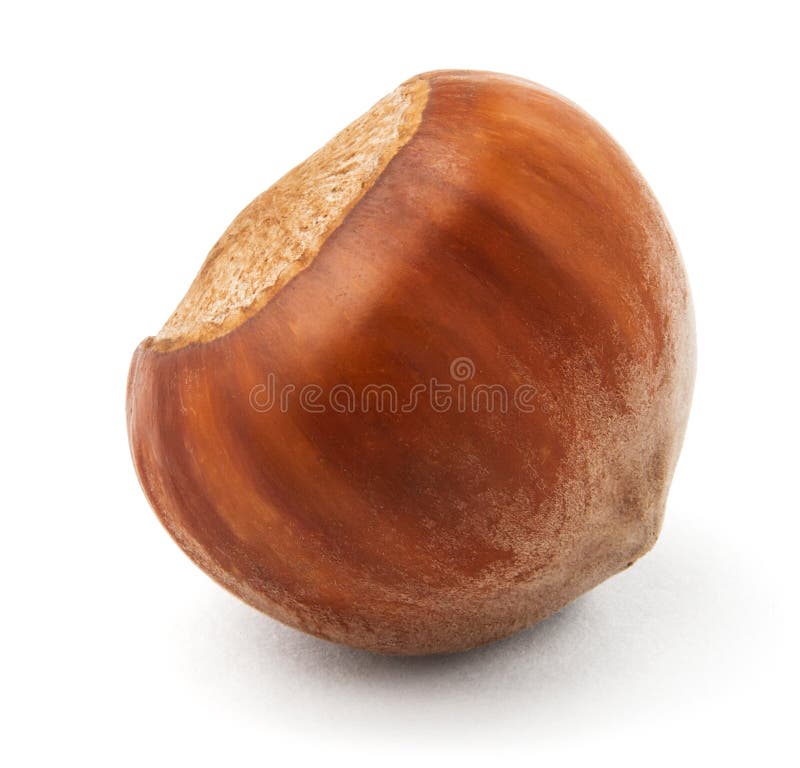 Hazelnut macro stock image. Image of peeled, yellow, natural - 33577397