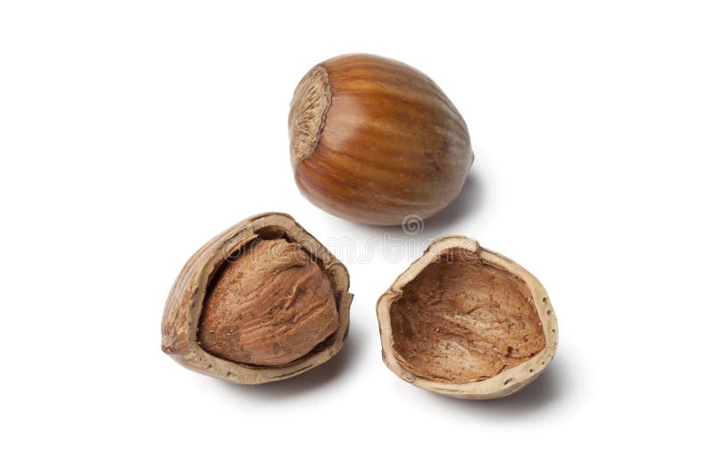 Single hazelnut isolated stock photo. Image of edible - 93081590
