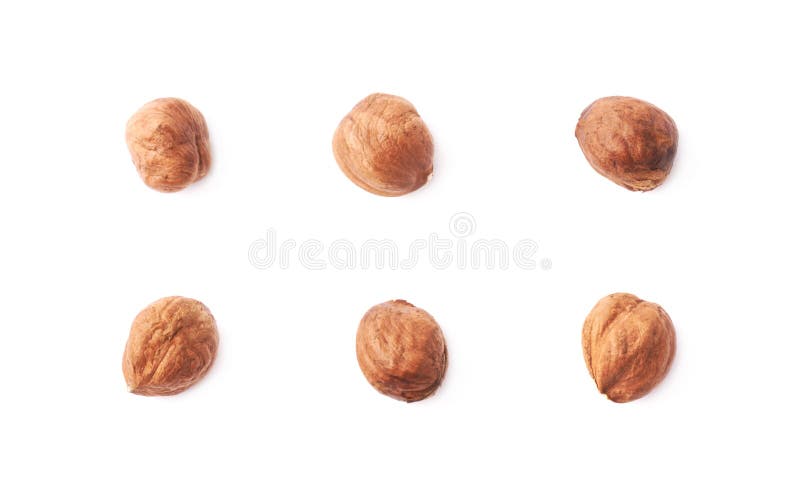 Single hazelnut isolated stock photo. Image of healthy - 56109406