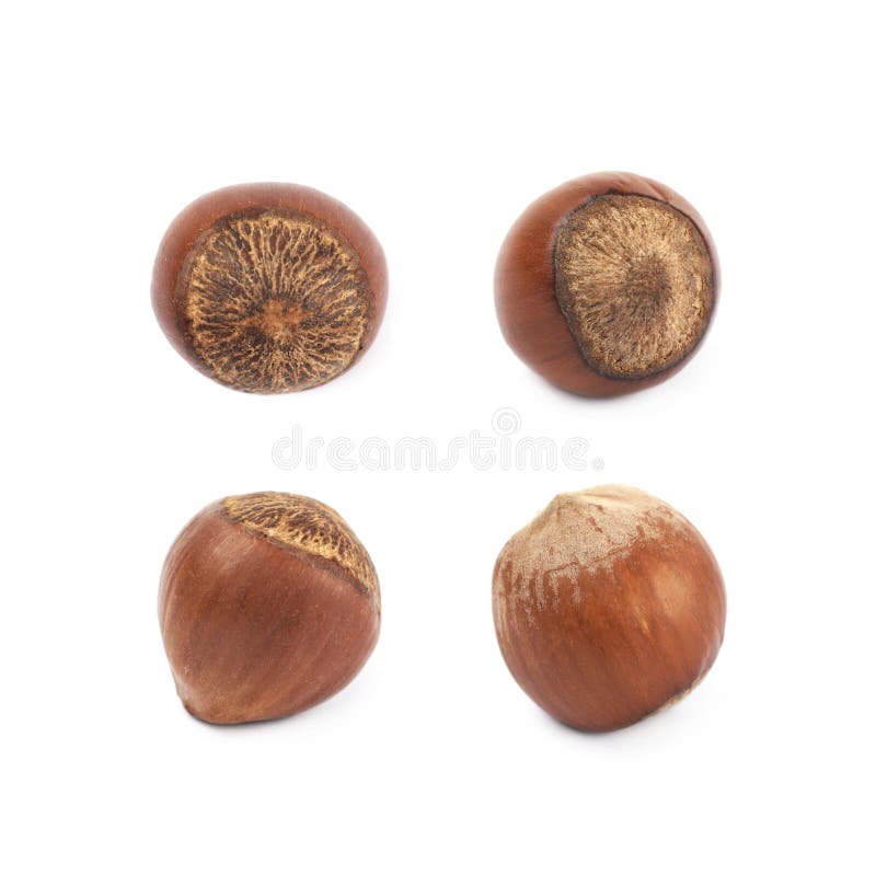 Single hazelnut isolated stock photo. Image of brown - 107555484