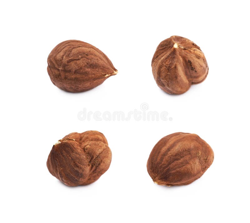 Single hazelnut isolated stock image. Image of nutrition - 108116019