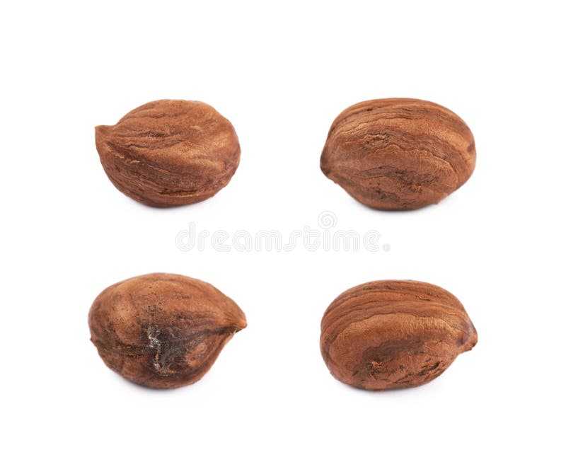 Single hazelnut isolated stock image. Image of background - 107555557