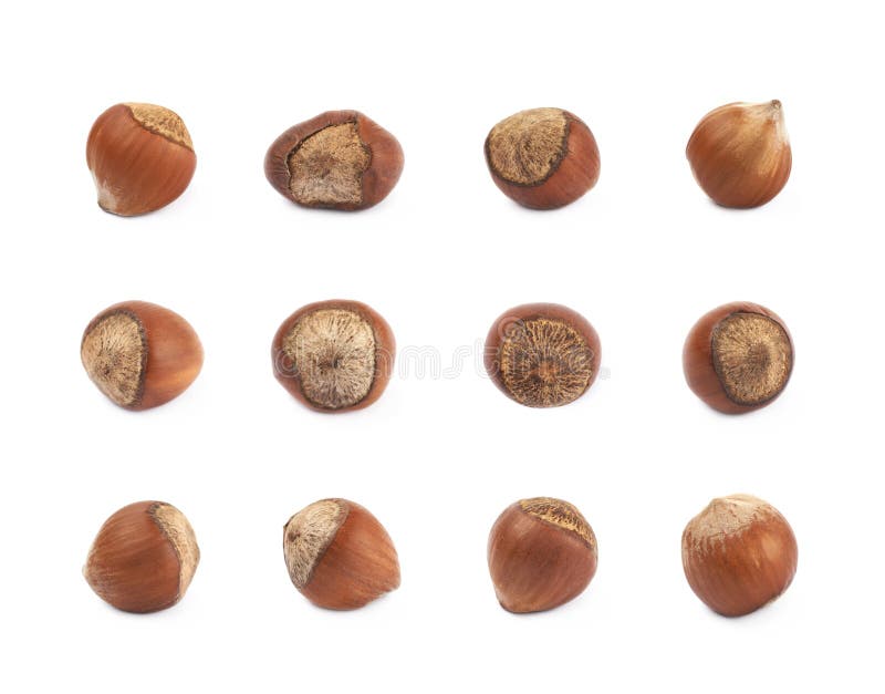 Single hazelnut isolated stock image. Image of macro - 108115911