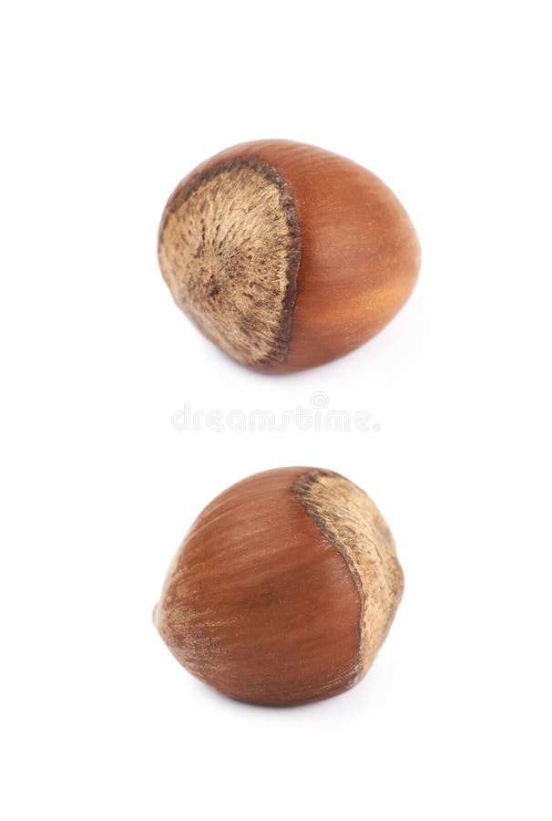 Single hazelnut isolated stock photo. Image of edible - 93081590