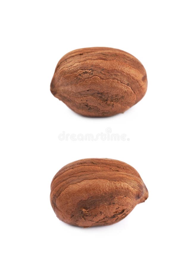Single hazelnut isolated stock photo. Image of edible - 93080984