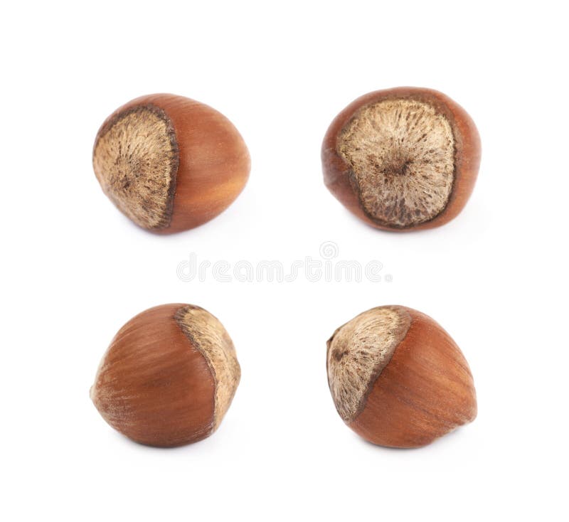 Single hazelnut isolated stock photo. Image of background - 107555542