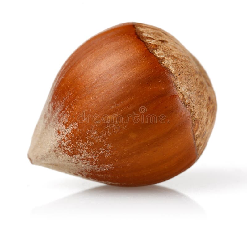 Single Hazelnut Isolated on White Stock Image - Image of ingredient ...