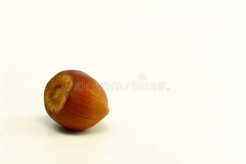 Single Hazelnut with Skin Isolated on White. Closeup Stock Photo ...