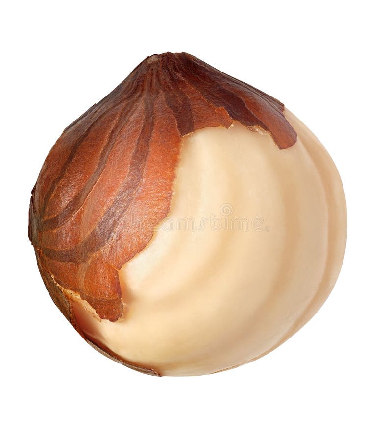 One Raw Hazelnut Isolated on White Stock Photo - Image of diet, brown ...
