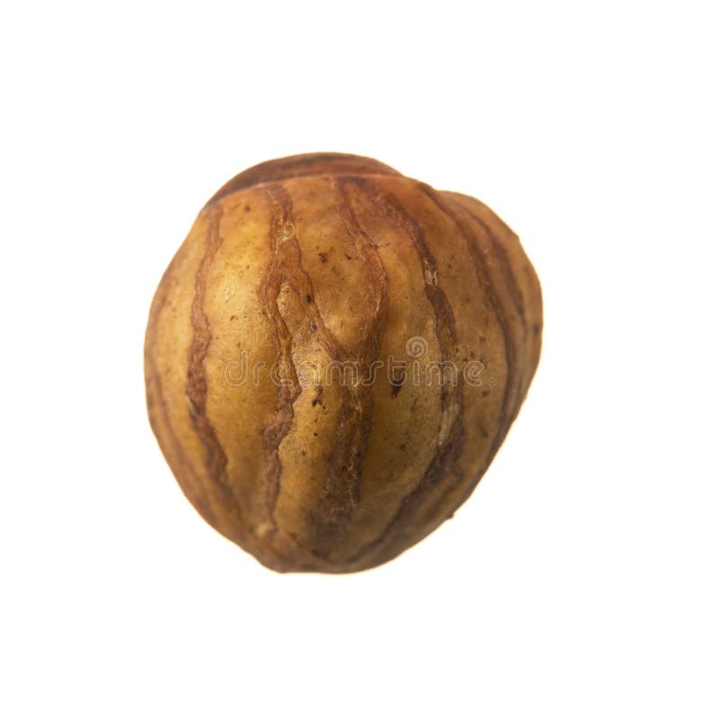 Single Hazelnut stock image. Image of food, vegan, ingredient - 48588797