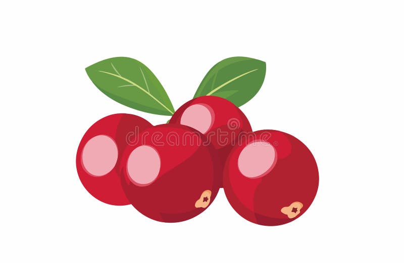 Single healthy Cranberry stock vector. Illustration of outline - 339699933