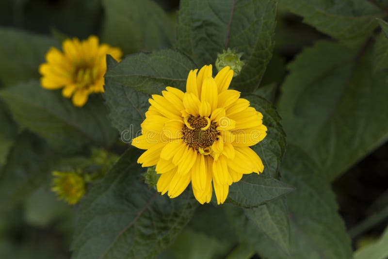 Single Heliopsis Scabra ( Summer Sun) in a Garden Stock Image - Image ...