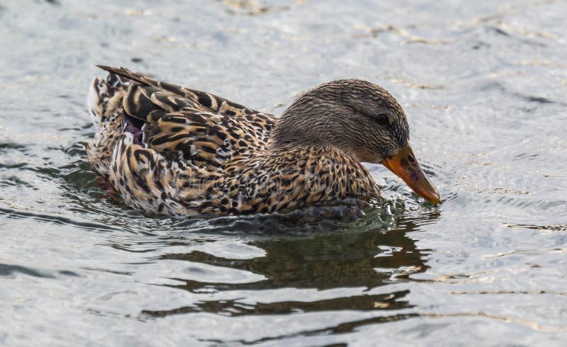 Single hen mallard on pond stock photo. Image of mallards - 39378970