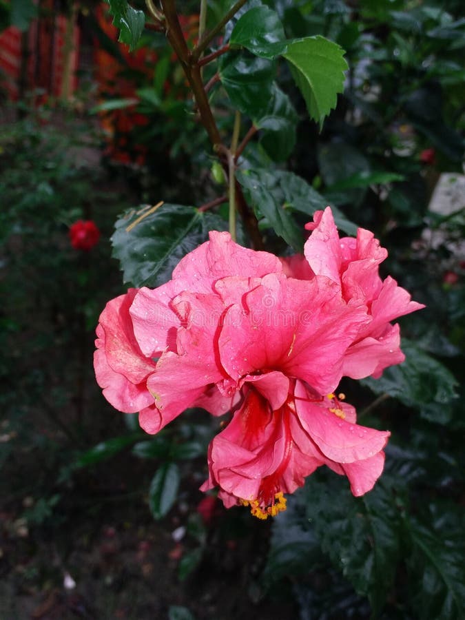 Single Hibiscus Flower in Garden Stock Photo - Image of garden ...