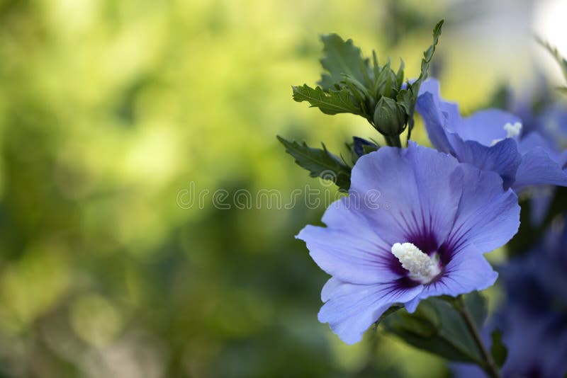 Single Hibiscus Flower Outdoors Stock Photo - Image of closeup, spring ...