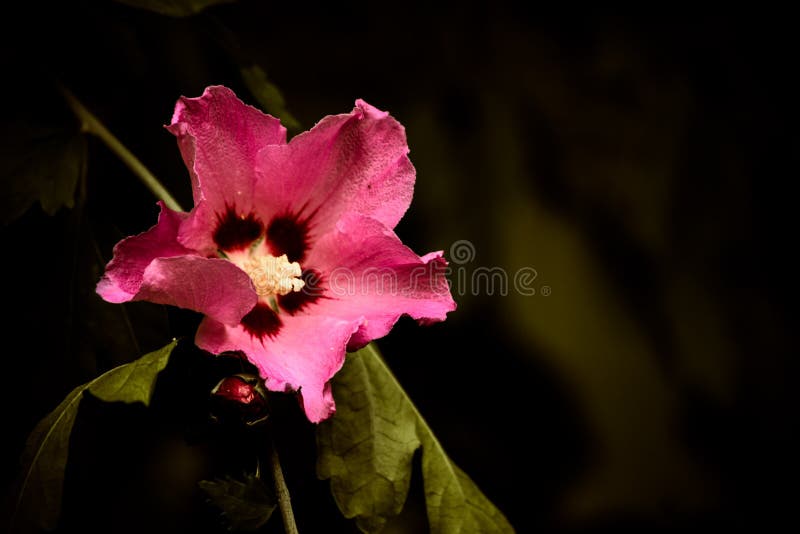Single Hibiscus Flower in Soft Light Stock Image - Image of plant ...