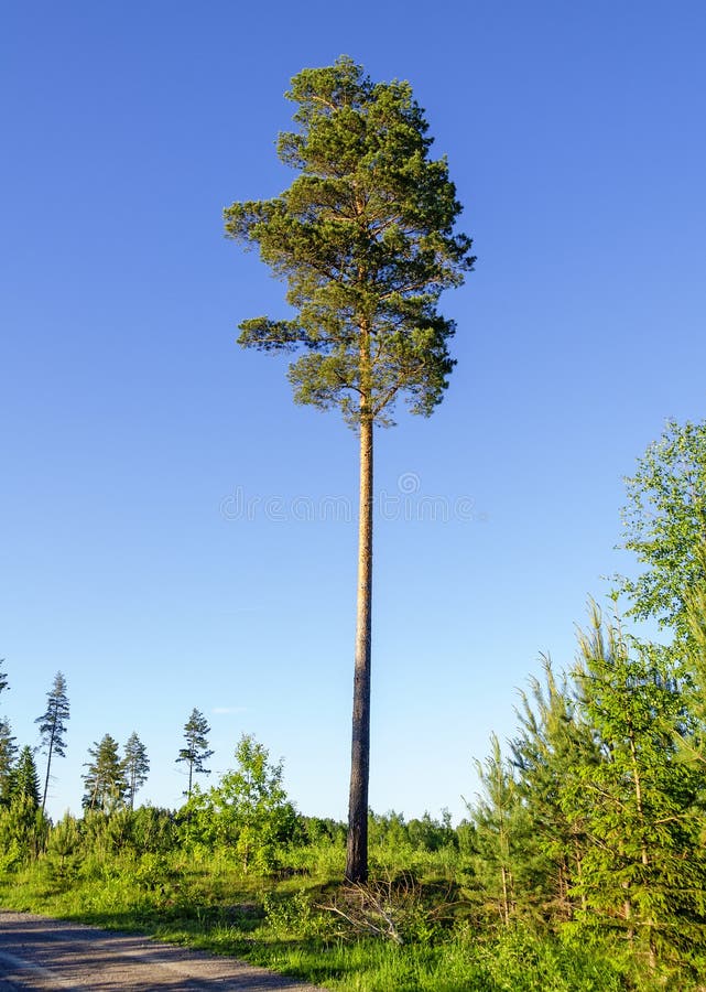 Single high pine tree stock photo. Image of forest, wood - 172145266