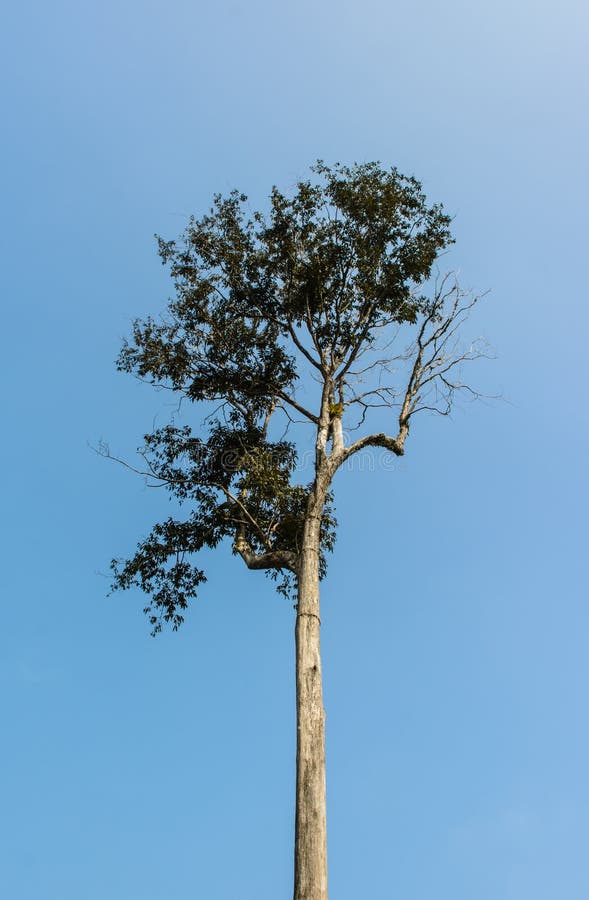 Single high tree stock photo. Image of forest, peaceful - 40134134