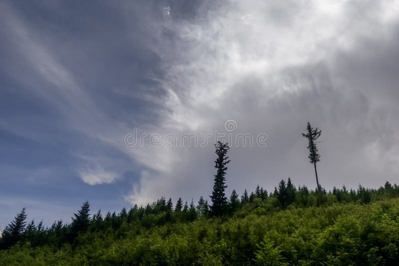 Single High Trees in a Forest on a Hill with Soft White Clouds Stock ...