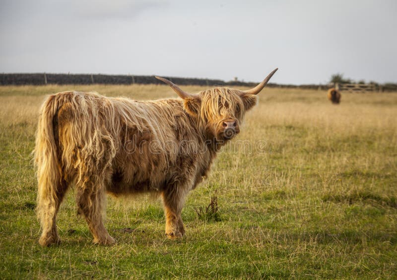 Single Highland Cattle Cow Field Grazing Stock Image - Image of hairy ...
