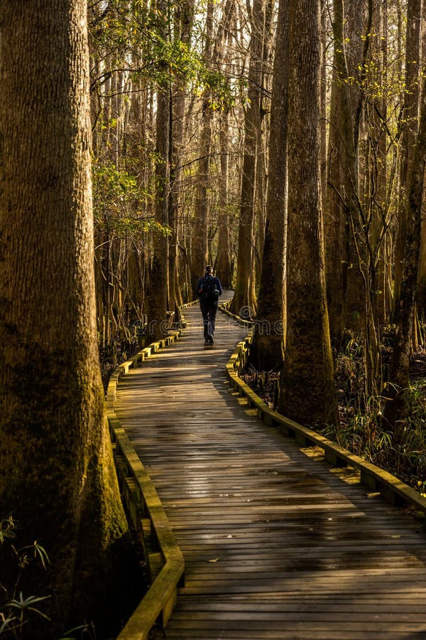 Single Hiker Passes Over Boardwalk through Marsh in Winter Stock Photo ...
