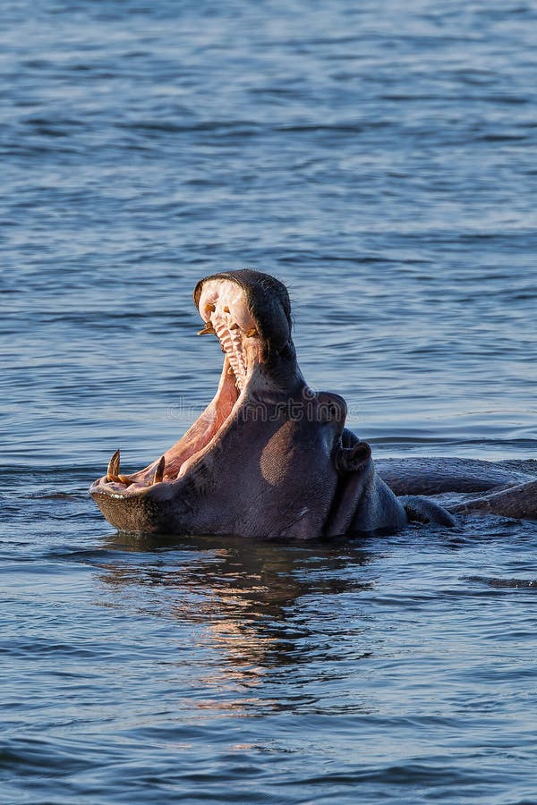 Hippo in the Cubango River, Namibia. Stock Photo - Image of behavior ...