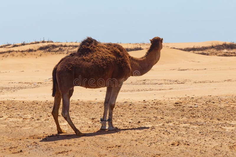 Single Hobbled Camel Stands on the Sand in a Hot African Desert Area ...