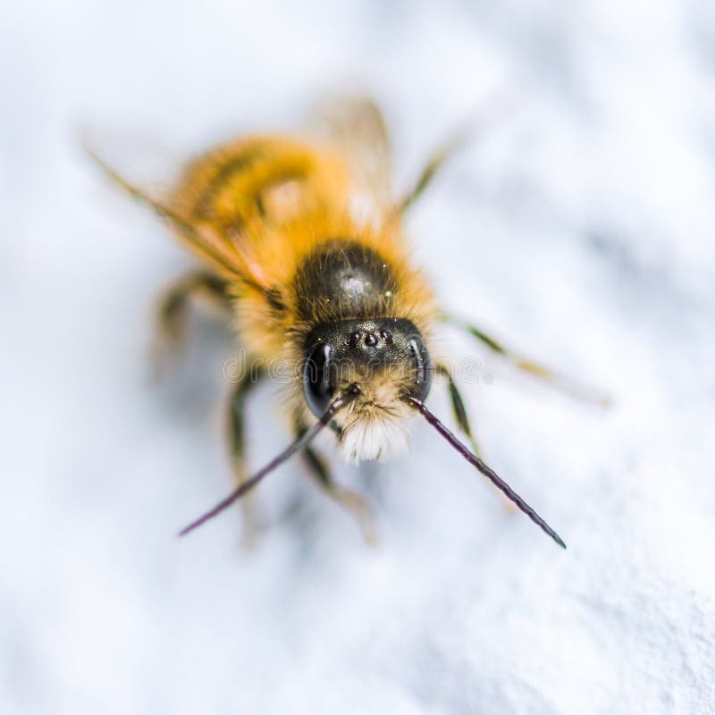 Single Macro of a Honey Bee Looking Straight into the Camera - Isolated ...