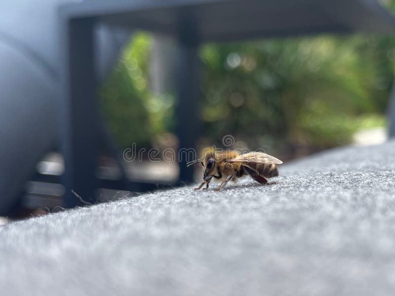 Single Honey Bee Sitting on the Fabric of a Sun Bed Stock Photo - Image ...