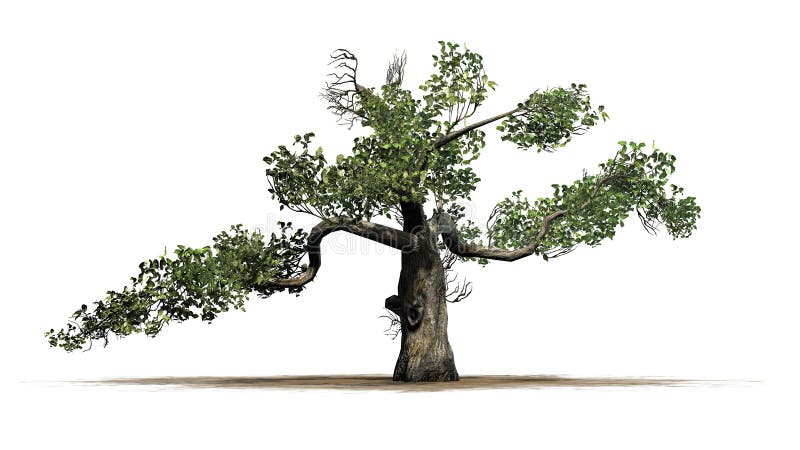 Honey Tree with shadow stock image. Image of erea, nature - 120485079