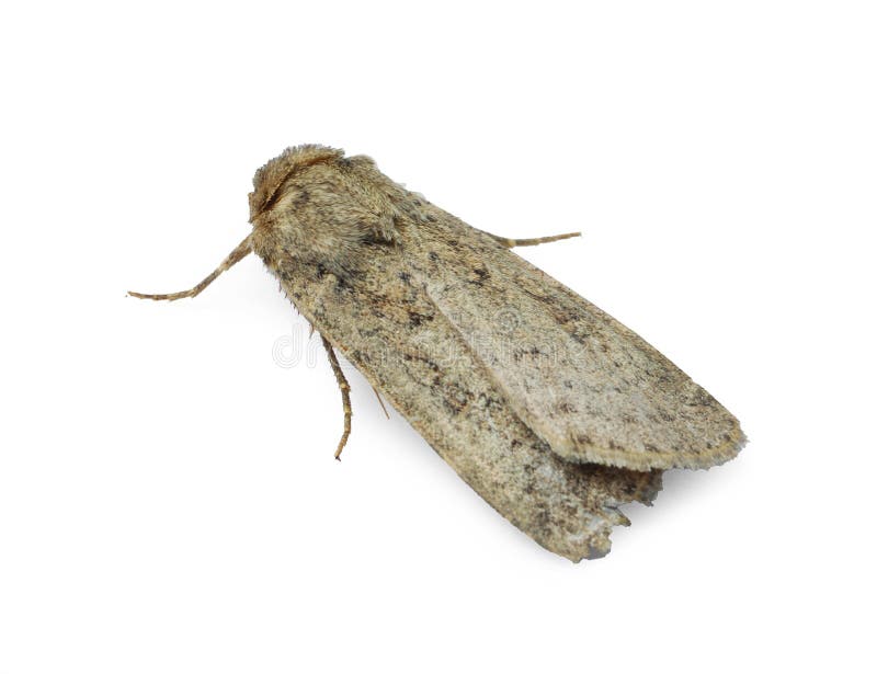 Single Hoplodrina Ambigua Moth Isolated on White Stock Image - Image of ...