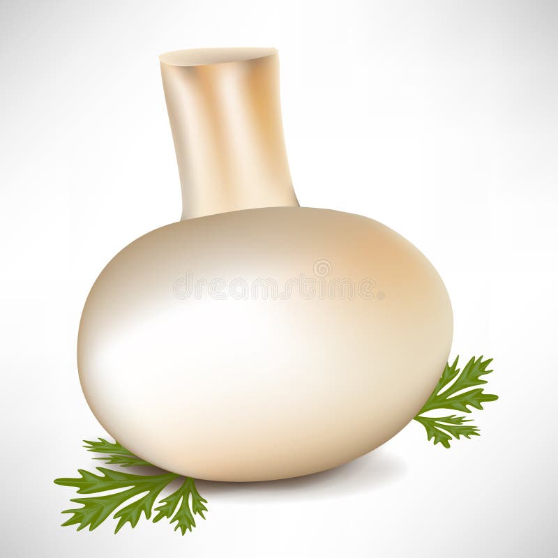 Single horizontal mushroom stock vector. Illustration of healthy - 21741202