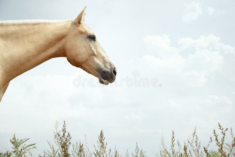 Single horse stock image. Image of livestock, breeding - 17078289