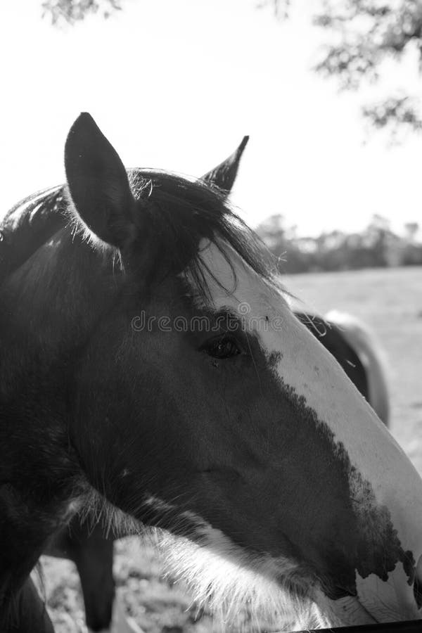 Single Horse in the Sunshine Stock Image - Image of icon, horse: 94603983