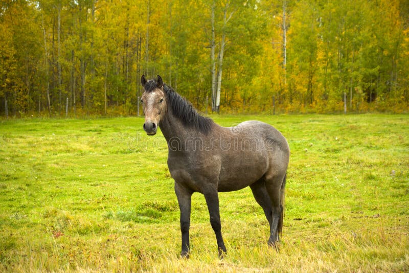 Single horse in the fall stock photo. Image of fall, equine - 3255348