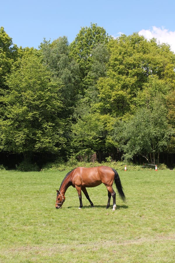 Single Horse Grazing Chesnut Stock Image - Image of mare, wood: 31878951
