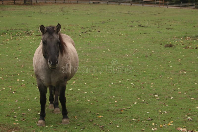Single Horse Grazing in a Green Field Stock Image - Image of alone ...