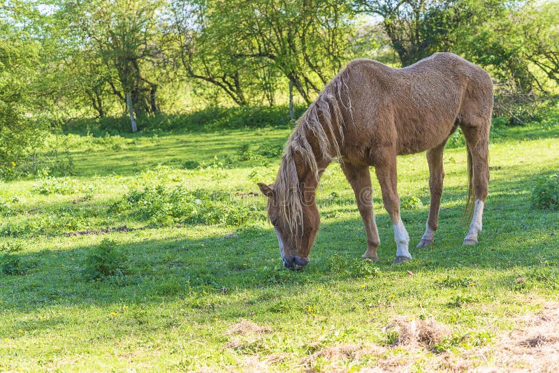 Single Horse Grazing in a Green Pasture Stock Photo - Image of catle ...
