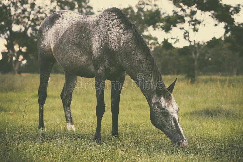 Single horse grazing stock image. Image of brown, beautiful - 50198571