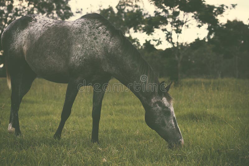 Single horse grazing stock image. Image of mammal, summer - 50198577