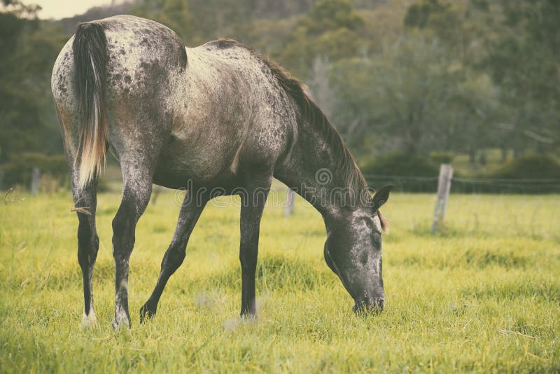 Single horse stock photo. Image of head, thoroughbred - 64860096