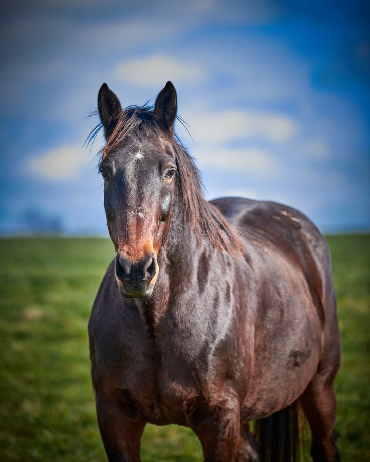 Single Horse Grazing in a Field with Rising Morning Sun Stock Photo ...