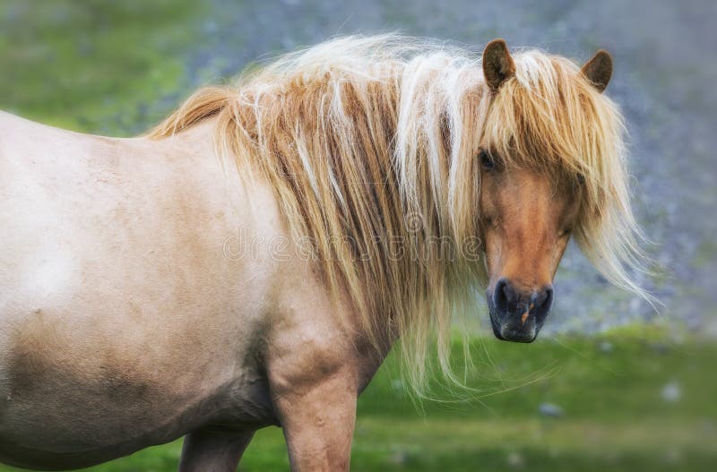 Single horse on medow stock image. Image of farmhouse - 44957423