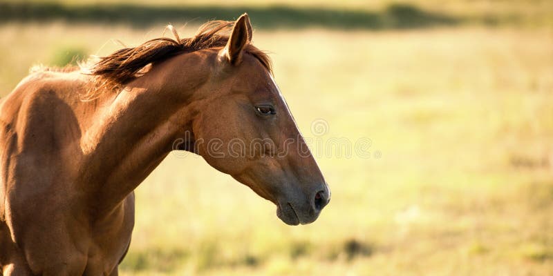 Single horse stock photo. Image of outside, animal, beautiful - 64860004