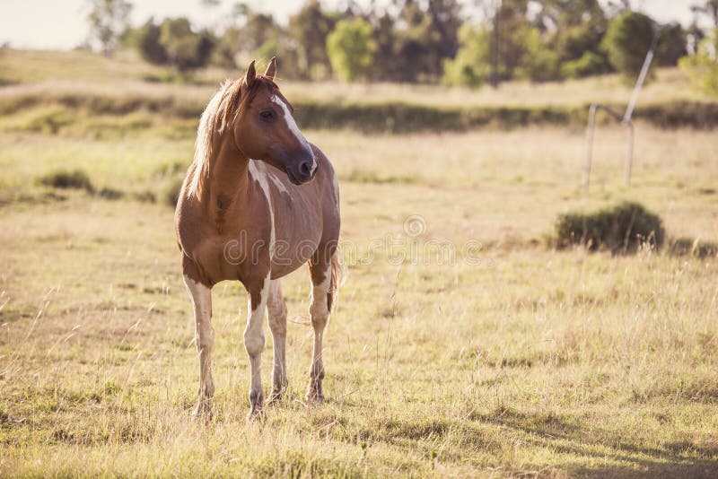 Single horse stock photo. Image of head, thoroughbred - 64860096